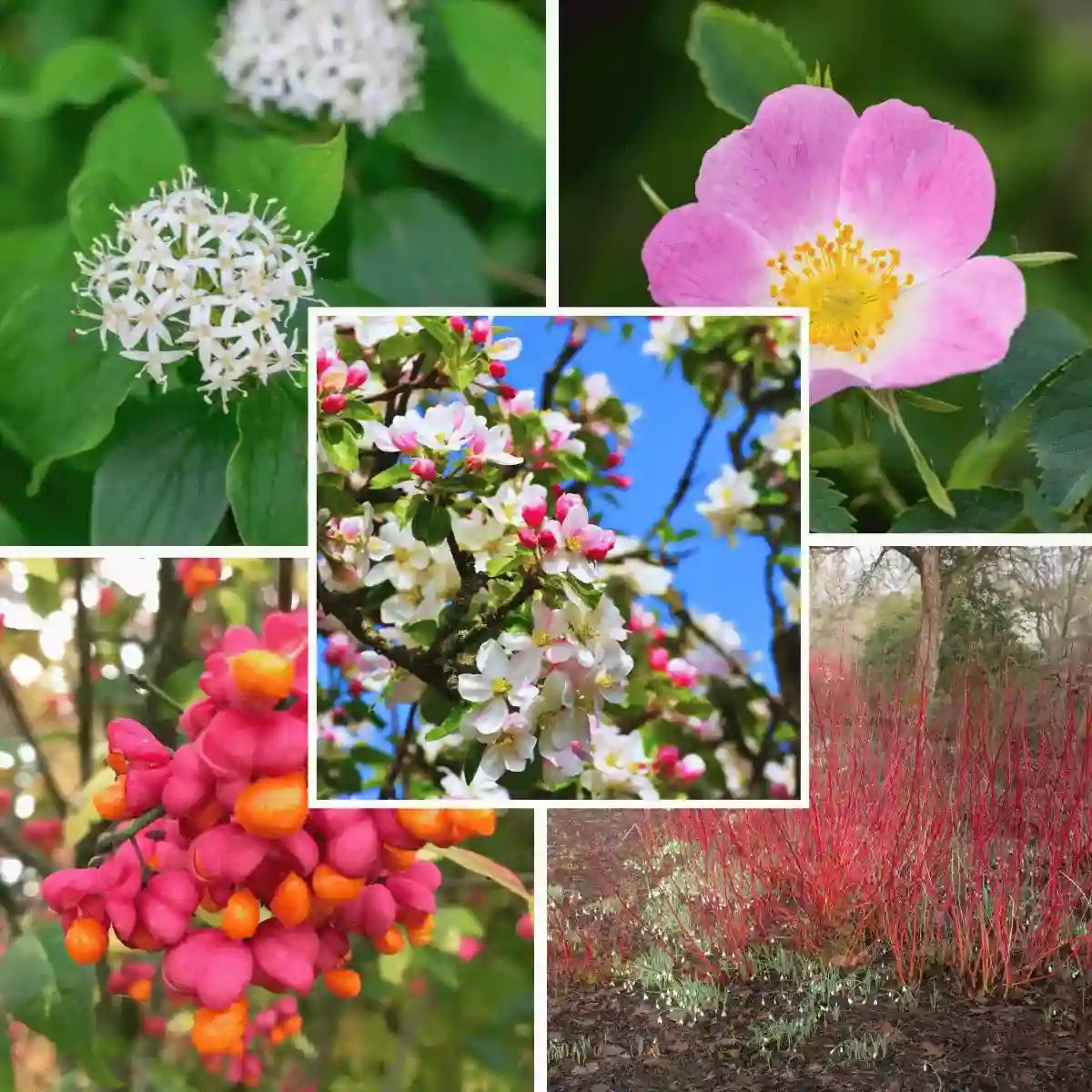 Colourful Mixed Native Hedging