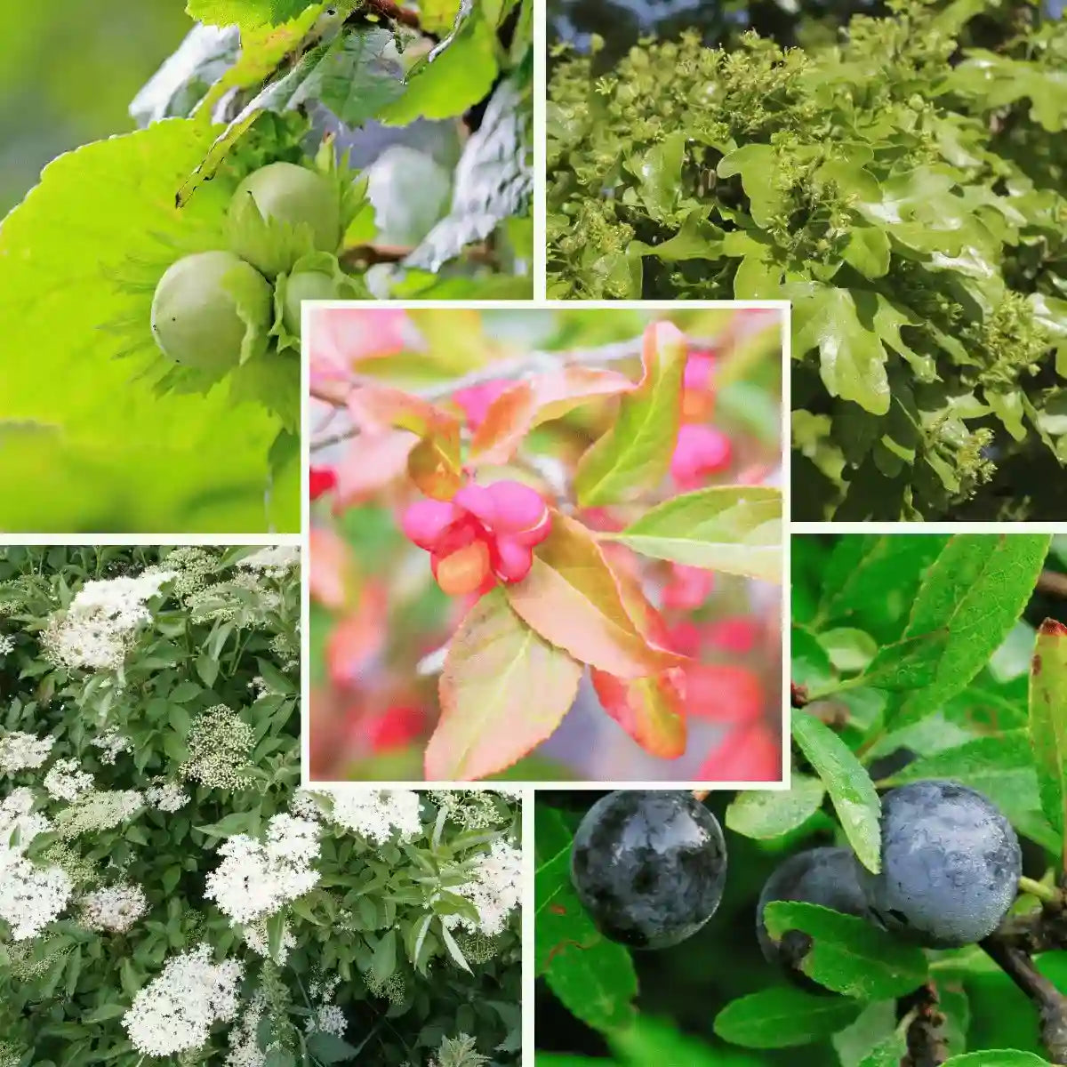 Fast Growing Mixed Native Hedging