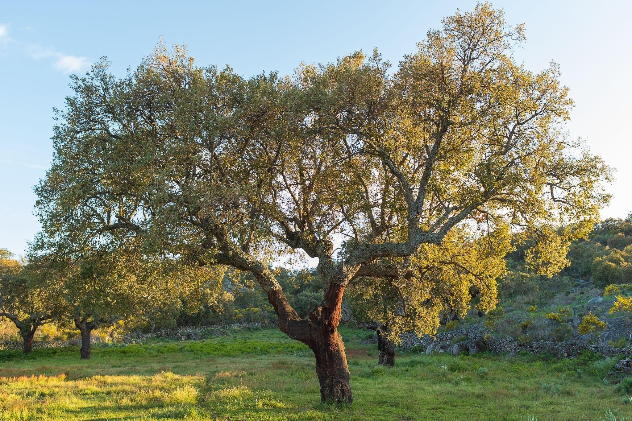 Spiral vs Multi‑Headed Olive Trees: Best UK Garden Guide