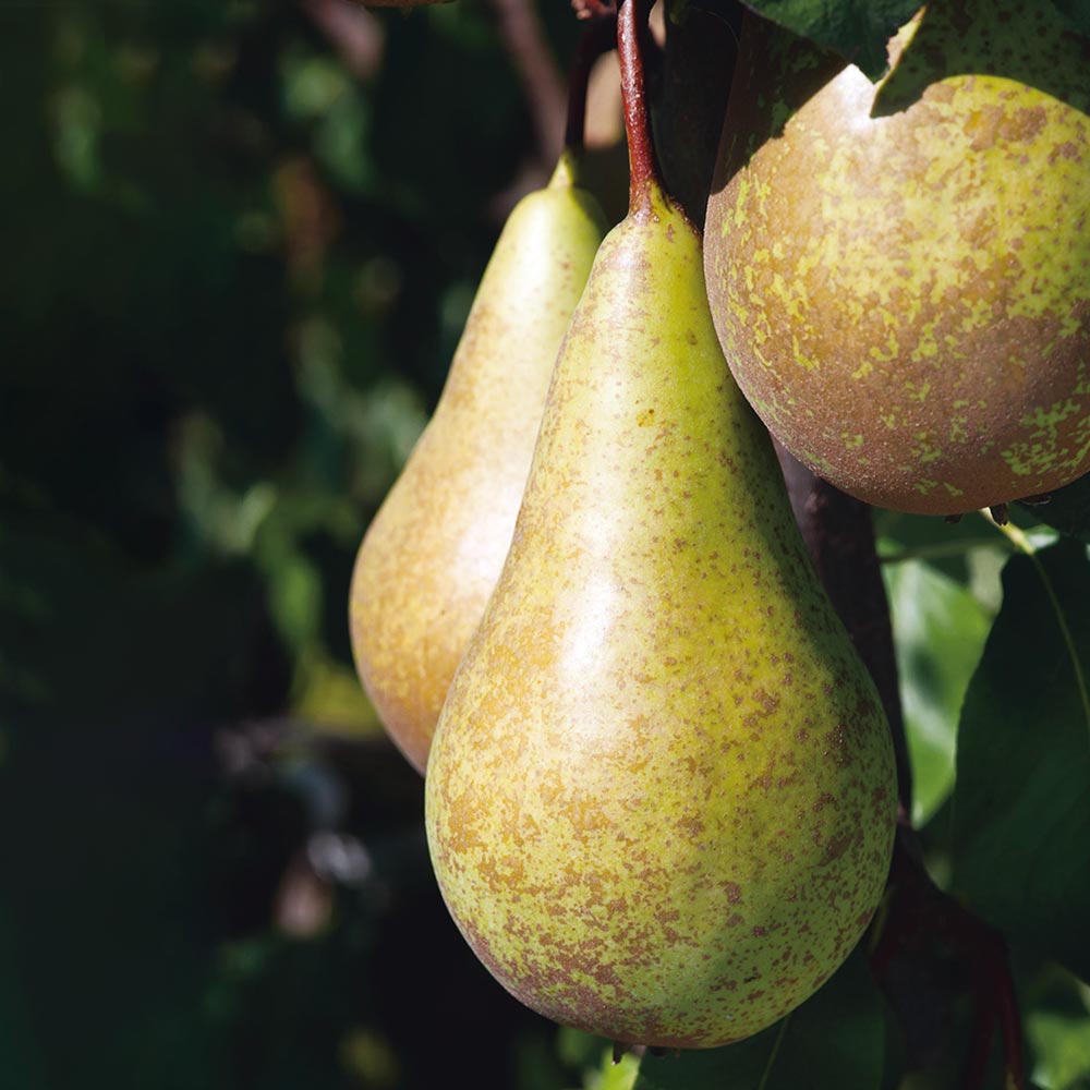 Conference Pear Fruit Tree (Pyrus Communis 'Conference')