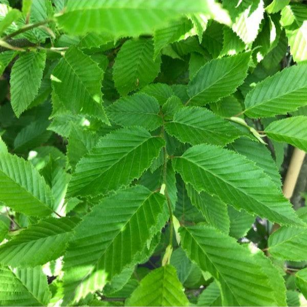 Fastigiate Hornbeam Ornamental Tree (Carpinus Betulus 'Fastigiata')