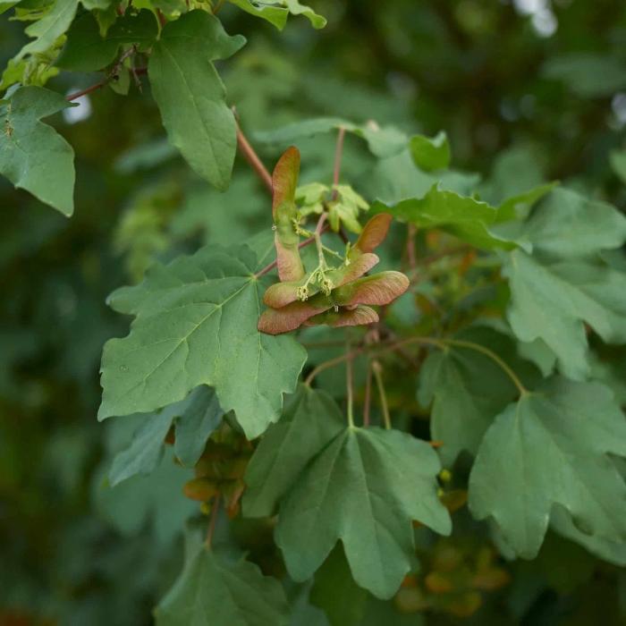 Field Maple Ornamental Tree (Acer Campestre 'Field Maple')