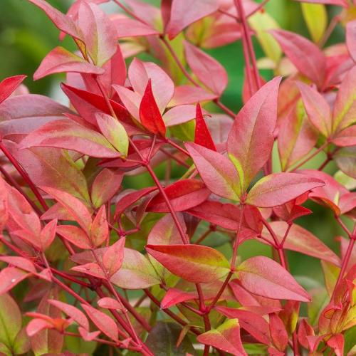Gulf Stream Heavenly Bamboo Italian Plants (Nandina Domestica Gulf Str