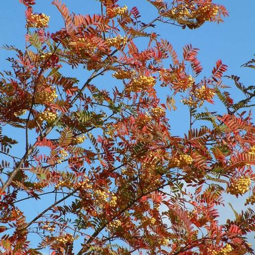 Joseph Rock Ornamental Tree (Sorbus 'Joseph Rock')