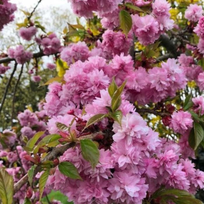 Kiku Shidare Cherry Ornamental Tree (Prunus 'Kiku Shidare')