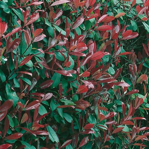 Red Robin Screening Tree (Photinia Fraseri 'Red Robin')
