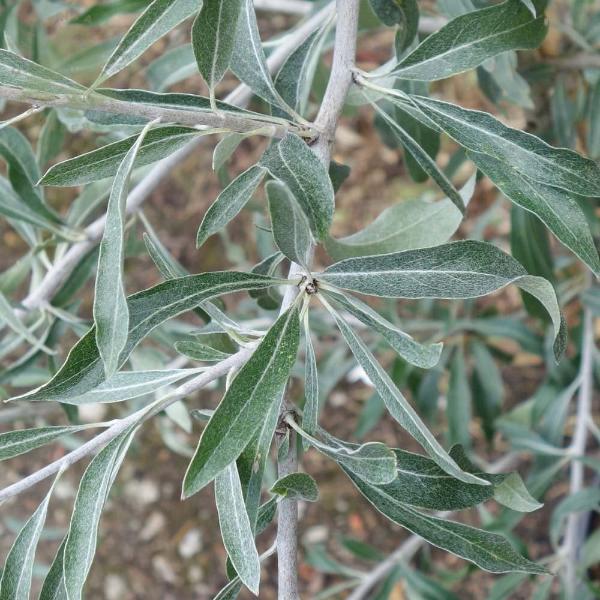 Weeping Silver Pear Ornamental Tree (Pyrus Salicifolia 'Pendula')