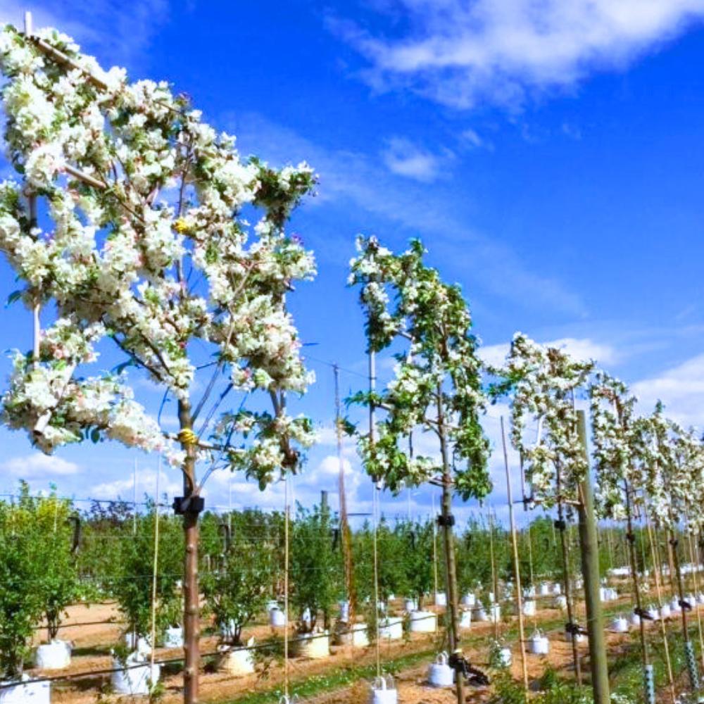 White Cloud Cherry Pleached Tree (Prunus 'Umineko')