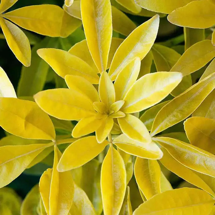 Golden Mexican Orange Hedge (Choisya ternata 'Sundance')