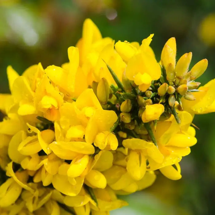 Gorse Hedge (Ulex europaeus)