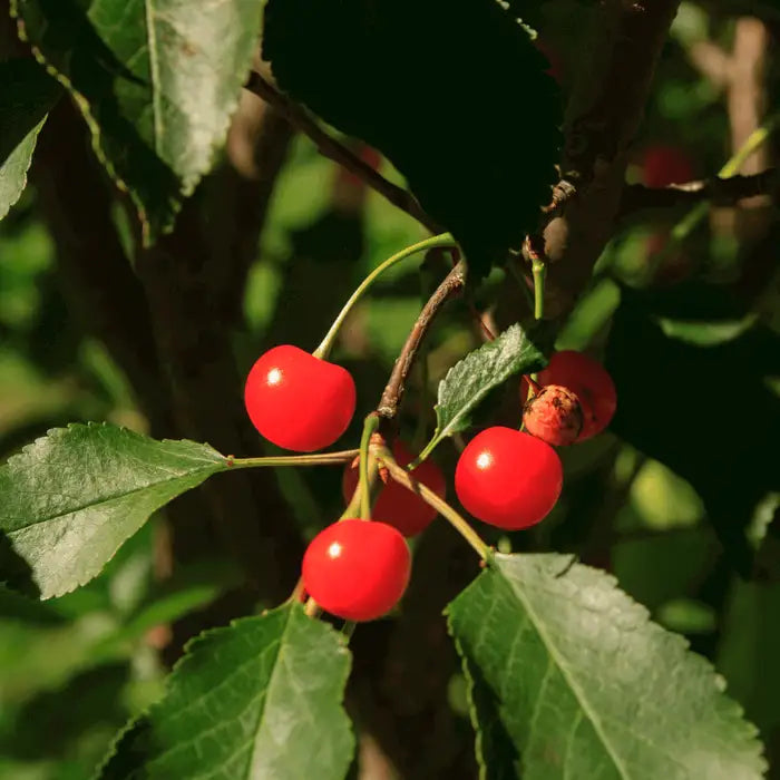 Morello Cherry Fruit Tree (Prunus cerasus 'Morello')