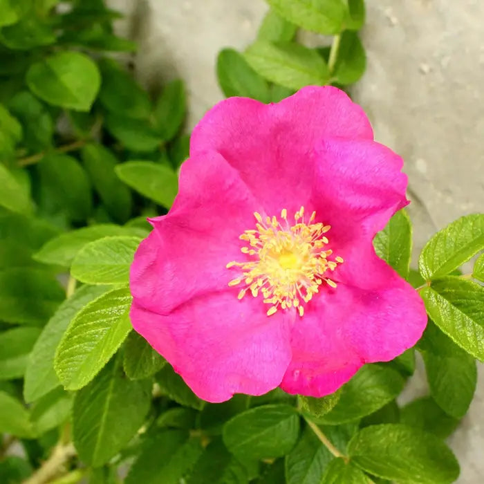 Pink Ramanus Rose Hedge (Rosa rugosa Rubra)