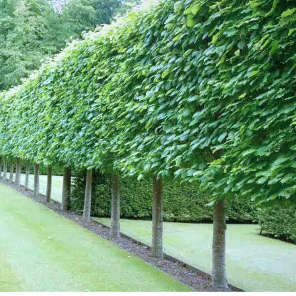 Small-Leaved Lime Pleached Tree (Tilia Cordata)