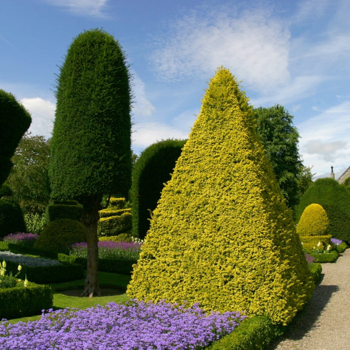 Pyramid Topiary