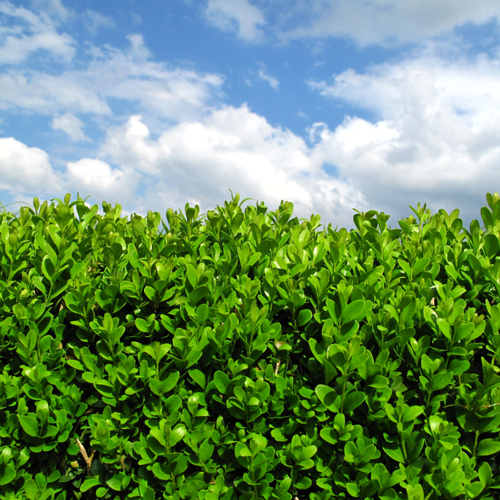 Box Hedging Plants (Buxus Sempervirens) | Everything Plants