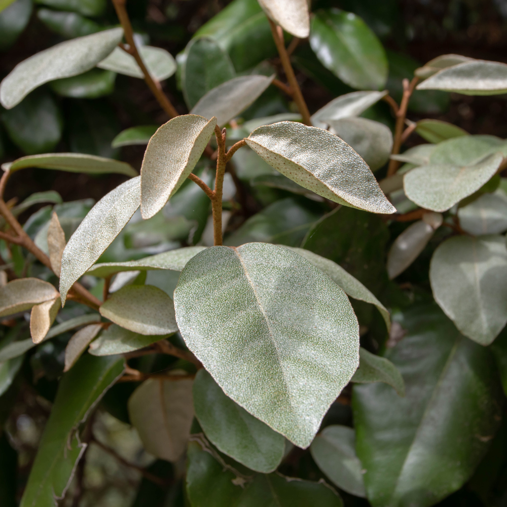 Elaeagnus Hedge Plants (Oleaster) | Everything Plants