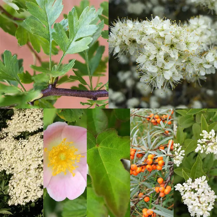 Coastal Mixed Native Hedging