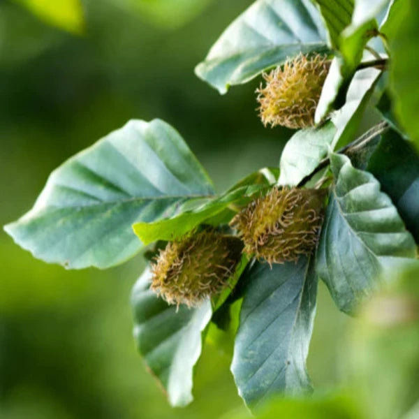 Common Beech Pleached Tree (Fagus Sylvatica)