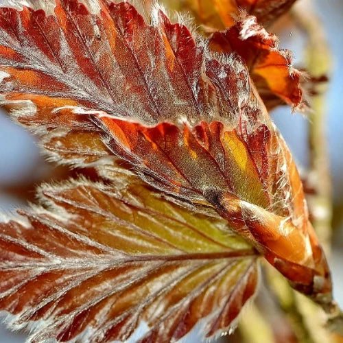 Copper Beech Pleached Tree (Fagus Sylvatica 'Purpurea')