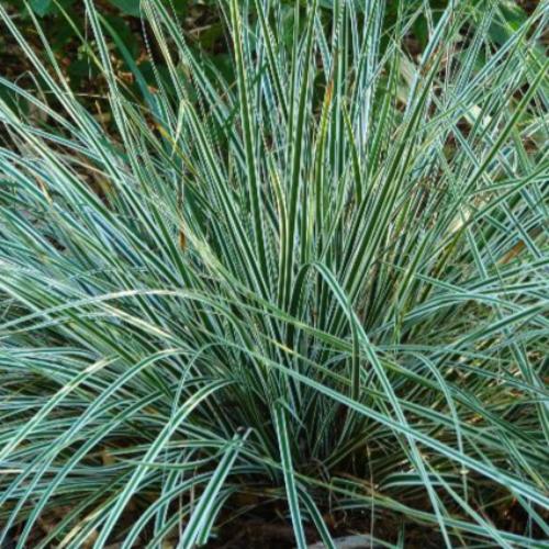 Everest Sedge Ornamental Grasses (Carex Everest)