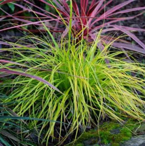 Everillo Sedge Ornamental Grasses (Carex Oshimensis Everillo)