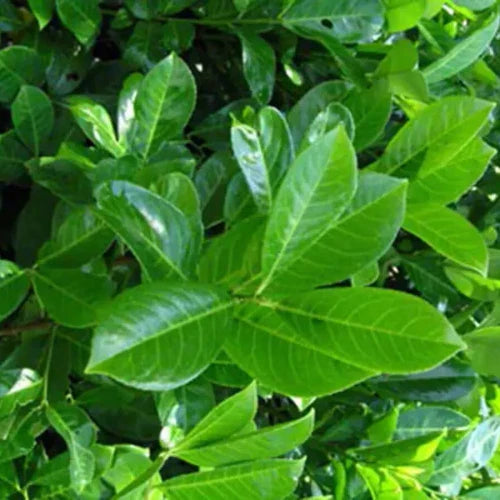 Novita Cherry Laurel Screening Tree (Prunus Laurocerasus 'Novita')
