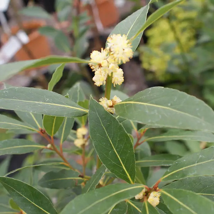 Bay Laurel Hedge (Laurus nobilis)