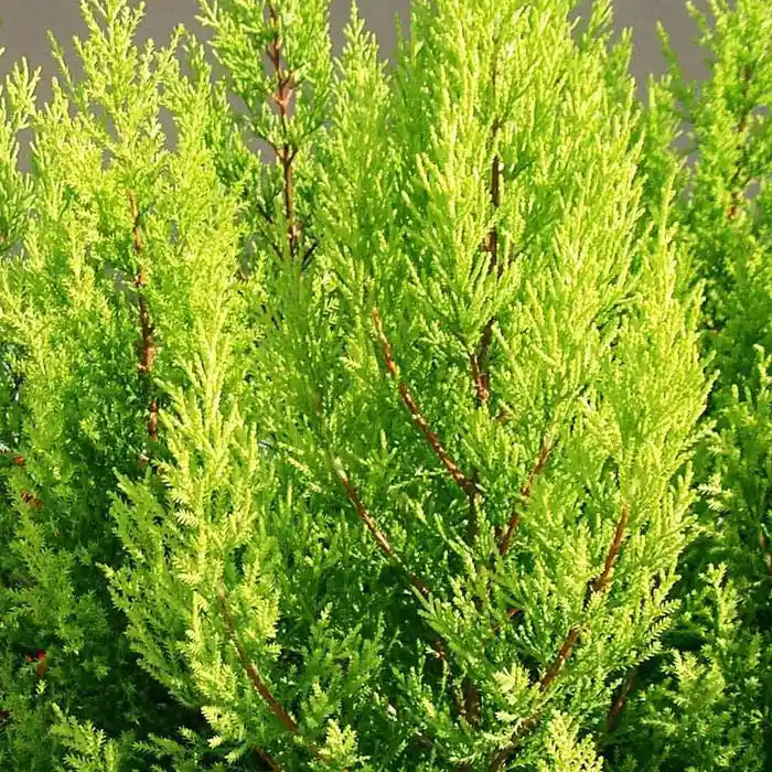 Monterey cypress Goldcrest Hedge (Cupressus macrocarpa Goldcrest)